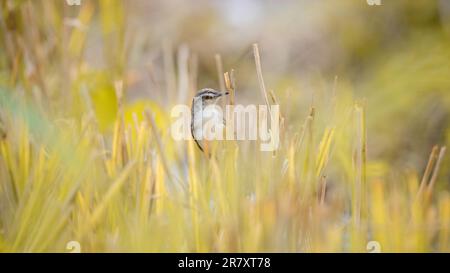 Plain wren-warbler bird foraging in the paddy field reeds in the ...