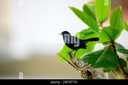 Indian Robin male bird perch close-up shot Stock Photo - Alamy