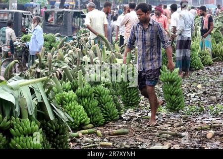 Modhupur, Tangail, Bangladesh. 18th June, 2023. Workers and farmers are ...