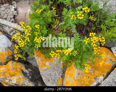 TANCY or TANACETUM VULGARE is a perennial flowering plant in the aster ...