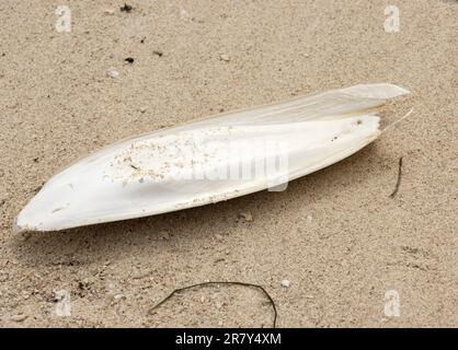 This cuttlebone washed up on a beach in Indonesia. It is the internal ...