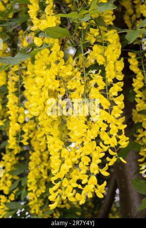 The vivid golden yellow sprays of Laburnum trees brighten up many ...