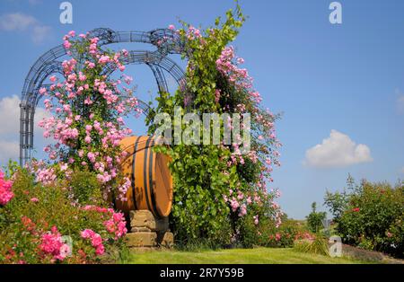 Traffic island with roses, roundabout, climbing roses, wire mesh, wine ...