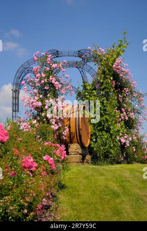 Traffic island with roses, roundabout, climbing roses, wire mesh, wine ...