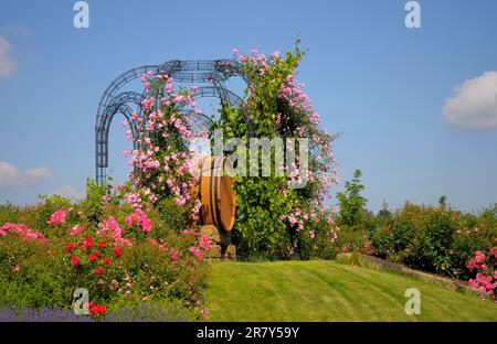 Traffic island with roses, roundabout, climbing roses, wire mesh, wine ...