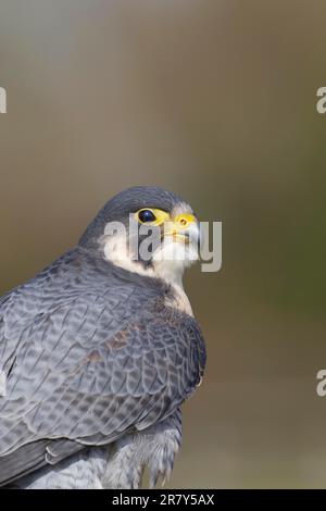 Peregrine Falco peregrinus head shot with beak open looking alert with ...