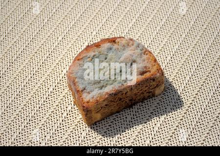 Mould on bread, mouldy bread Stock Photo - Alamy