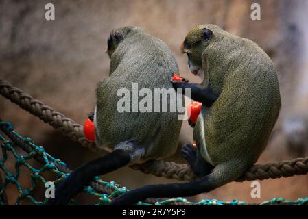 Two De Brazzas monkeys (Cercopithecus neglectus) eating tomatoes ...