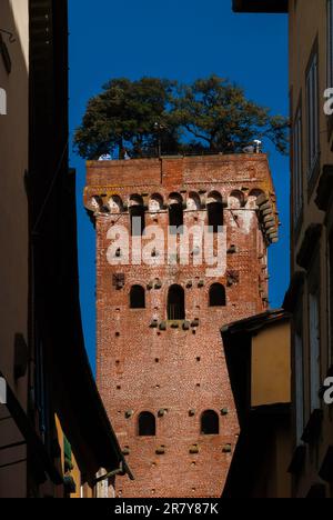 Lucca city landmark. View of the 14th century iconic Guinigi Tower with ...