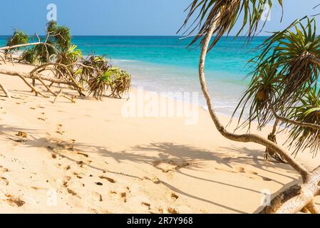 Tropical beach with fine sand, pandanus and coconut trees near the ...
