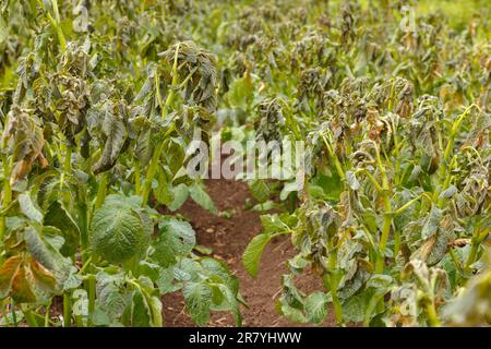 Potato plants damaged by the frost. Potato plants showing signs of ...
