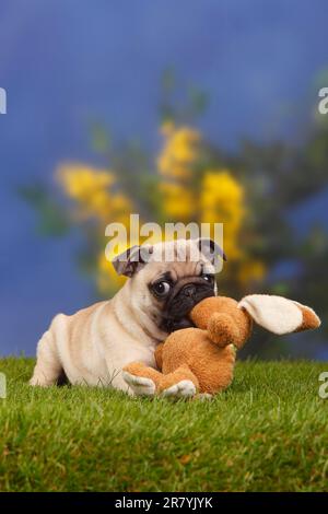 Pug, puppy, 12 weeks / toy Stock Photo - Alamy