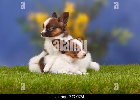 Papillons, puppies, 7 weeks, butterfly doggy, continental dwarf spaniel ...