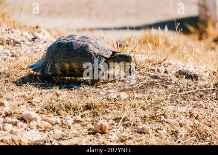 turtle walking slowly in grass, wildlife animals Stock Photo - Alamy