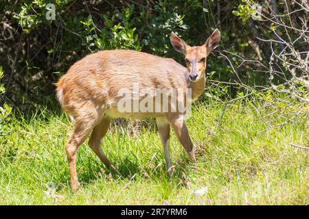 Bushbuck (Tragelaphus sylvatica), Nature's Valley, Western Cape, South ...