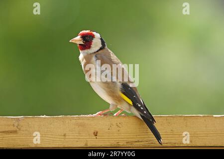 Goldfinch posing in Cotswold garden, England, UK Stock Photo - Alamy