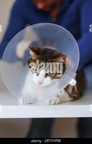veterinarian gives an injection for cat in clinic Stock Photo - Alamy