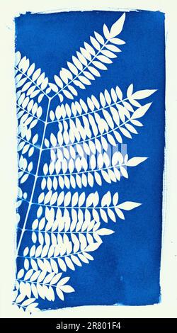 Cyanotype print on paper Stock Photo - Alamy