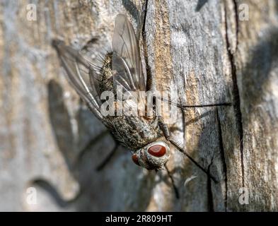 A closeup shot of a fly on the ground Stock Photo - Alamy