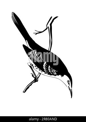 thrush silhouette on white background, vector illustration Stock Vector ...