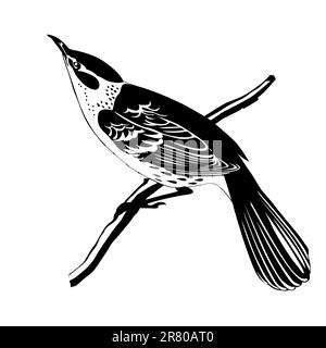 thrush silhouette on white background, vector illustration Stock Vector ...