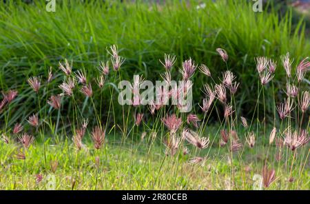 Chloris virgata, feather fingergrass, feathery Rhodes-grass, selected ...