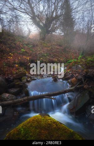 Landscape in Racha Georgia, autumn forest Stock Photo - Alamy