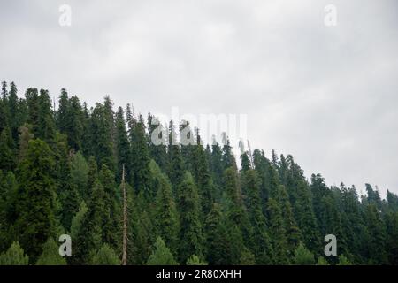 Pinus Roxburghii Tree on the Mountains in Nathia Gali, Abbottabad ...