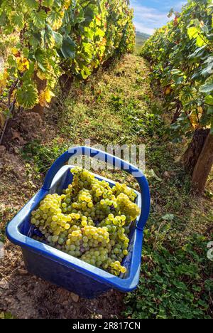 'LE MONTRACHET' Vineyard DRC Pannier of harvested Chardonnay grapes in ...