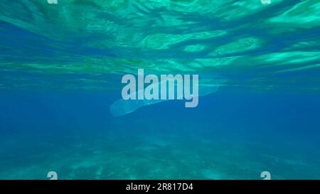 Colonial Tunicates or Pyrosoma Tunicate (Pyrosoma atlanticum Stock ...