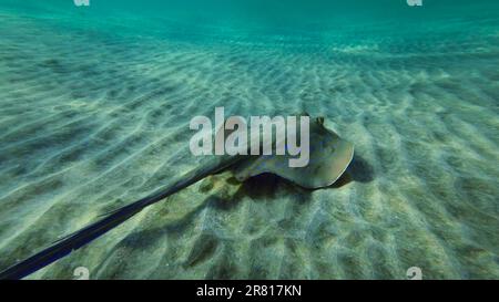 Back vieew of Stingray floating over seabed on sunny day.Blue spotted ...