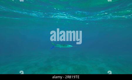 Spotted Halfbeak (Hemiramphus far) swims in the blue water column, Red ...