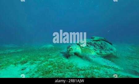Smooth ribbon seagrass (Cymodocea rotundata), seabed covered with green ...