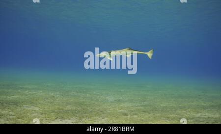 Common Remora fish swims in blue water. Lonely Sucker fish swimming in ...