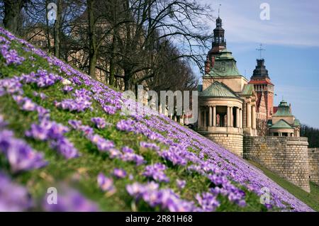 Poland, Szczecin - Polish spring, blooming crocuses, purple flowers in ...