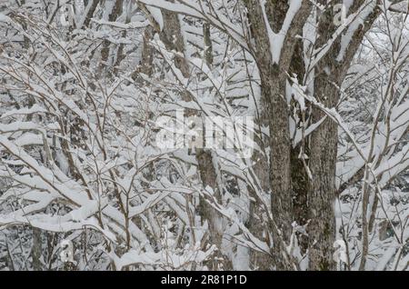 Deciduous forest under a snowfall. Akan Mashu National Park. Hokkaido ...