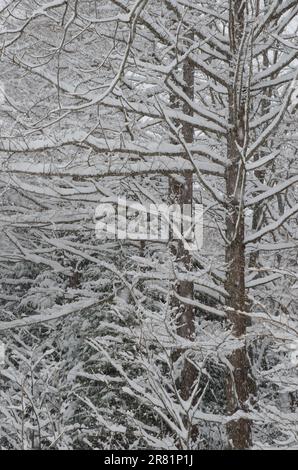 Deciduous forest under a snowfall. Akan Mashu National Park. Hokkaido ...