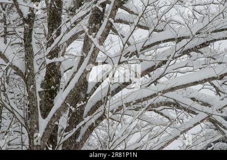 Deciduous forest under a snowfall. Akan Mashu National Park. Hokkaido ...