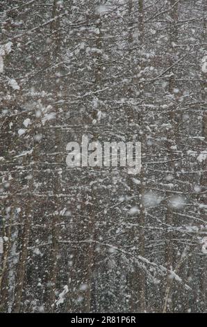 Deciduous forest under a snowfall. Northeast of Hokkaido. Japan Stock ...