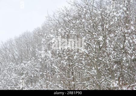 Deciduous forest under a snowfall. Northeast of Hokkaido. Japan Stock ...