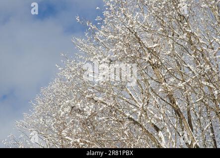 Deciduous forest under a snowfall. Northeast of Hokkaido. Japan Stock ...