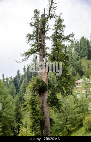 Pinus Roxburghii Tree on the Mountains in Nathia Gali, Abbottabad ...