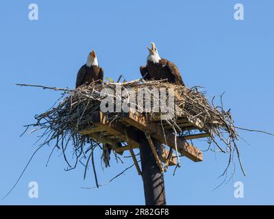 Nesting American Bald Eagle Pair Stock Photo - Alamy