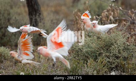Flock of rare / endangered Major Mitchell / pink cockatoos in flight ...