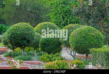 Topiary and hedges, evergreen shrubs pruned into various formal shapes at Bundaberg botanic ...