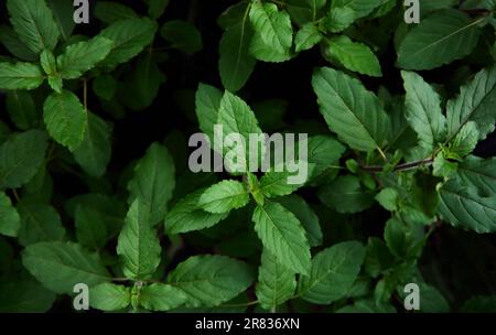 Fresh holy basil leaves on white background. Top view Stock Photo - Alamy