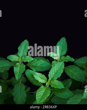Fresh holy basil leaves on a black background Stock Photo - Alamy