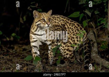 Closeup of a female Ocelot (Leopardus pardalis) in the Pantanal of ...