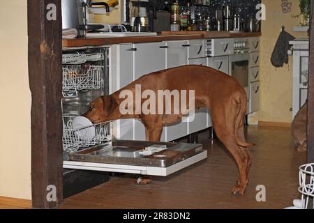 2 Rhodesian gray wolf (Canis lupus) f. familiaris, lying side by side ...