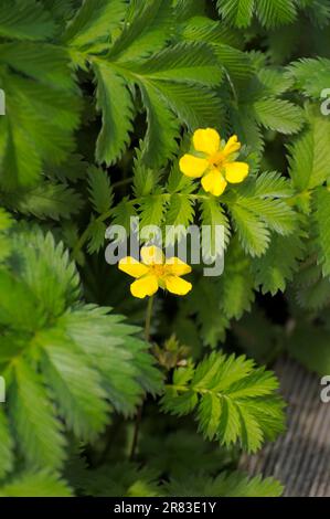 Medicinal plant: Goose cinquefoil, blitum (anserina), goose cinquefoil ...